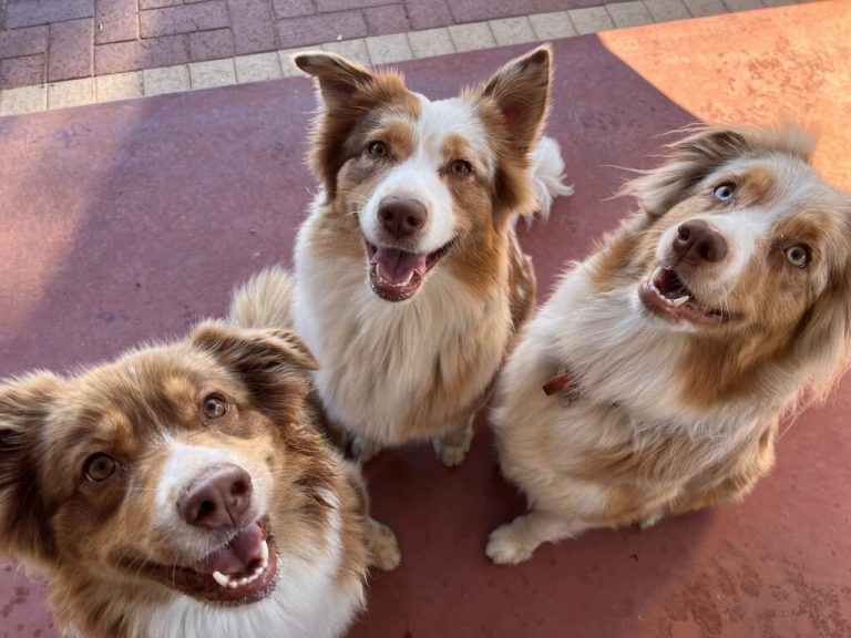 Top Dog-Friendly Cafés in Perth | Perfect Spots to Try