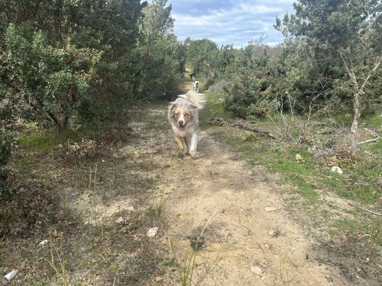 Perth's Best Dog-Friendly Walking Trails | My Top 6 Hiking Trails