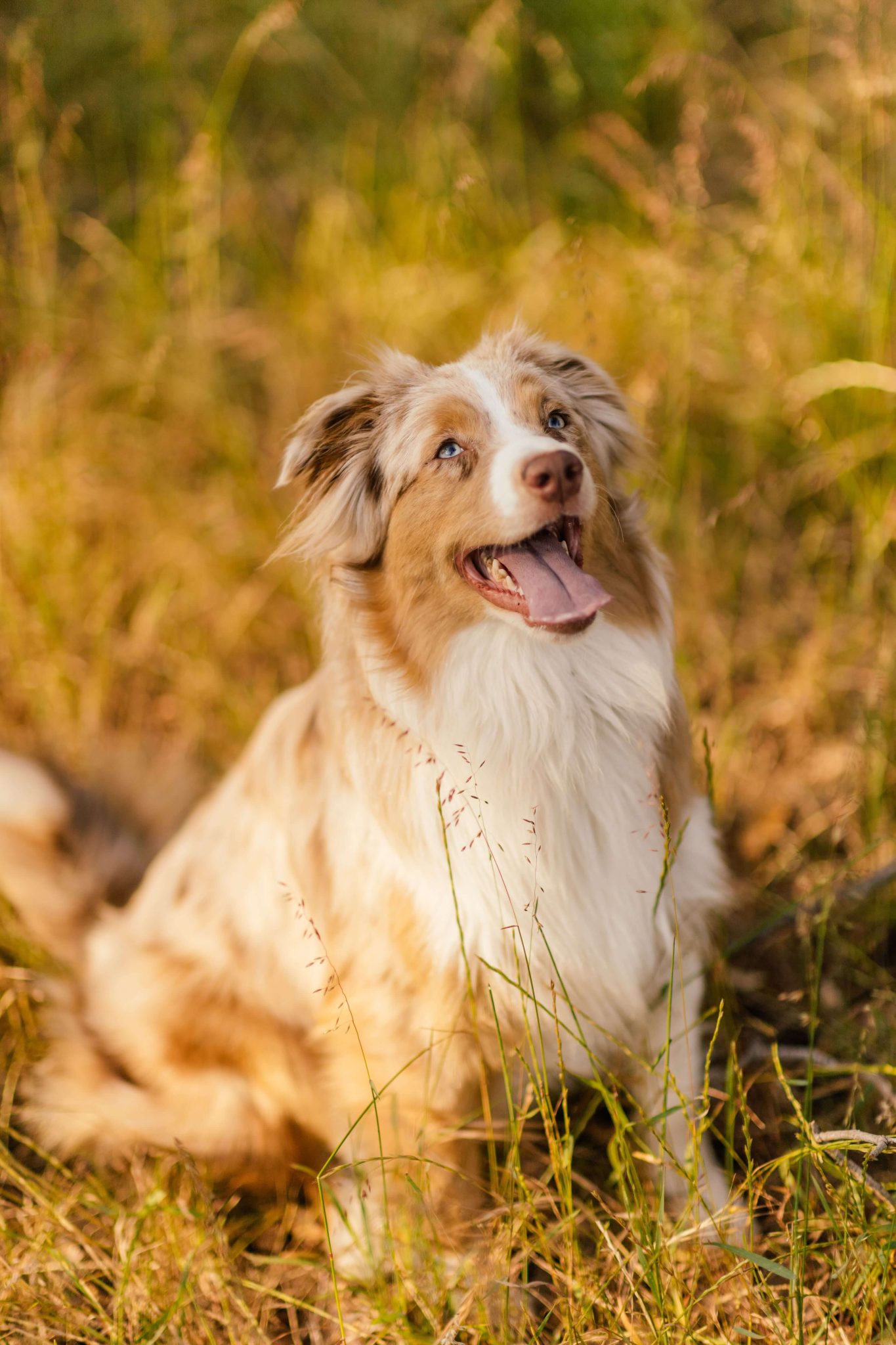 Bark Our Way | Get in Touch with Dog Friendly Perth Today