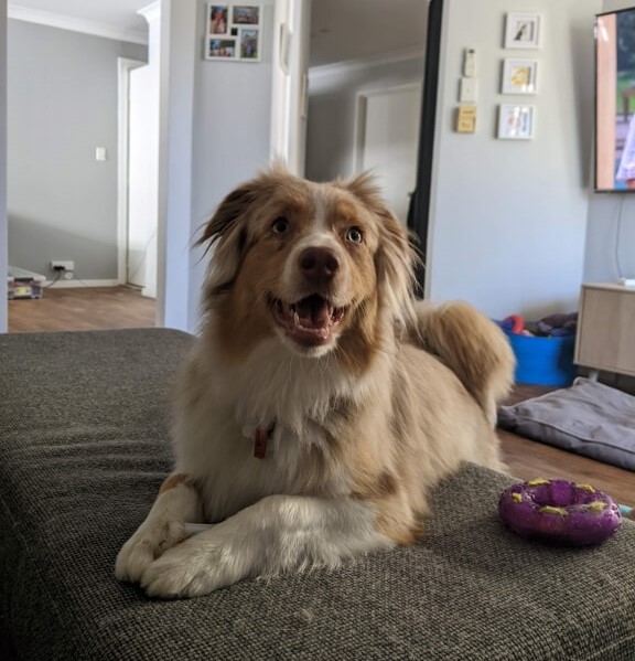 The Ultimate Guide to Dog Grooming in Perth | Dog Friendly