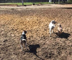 Best Off-Leash Dog Parks Perth | Fully Fenced, Enclosed Parks