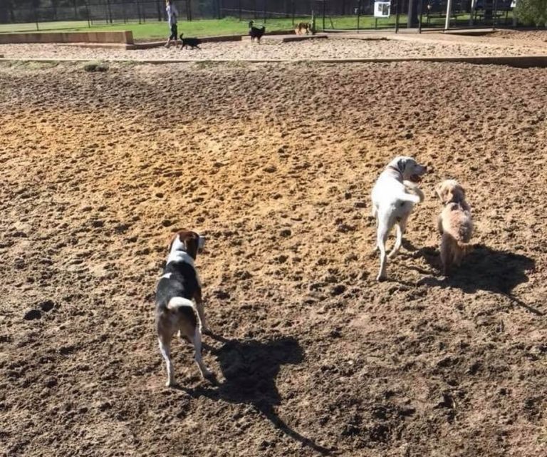 Best Off-Leash Dog Parks Perth | Fully Fenced, Enclosed Parks